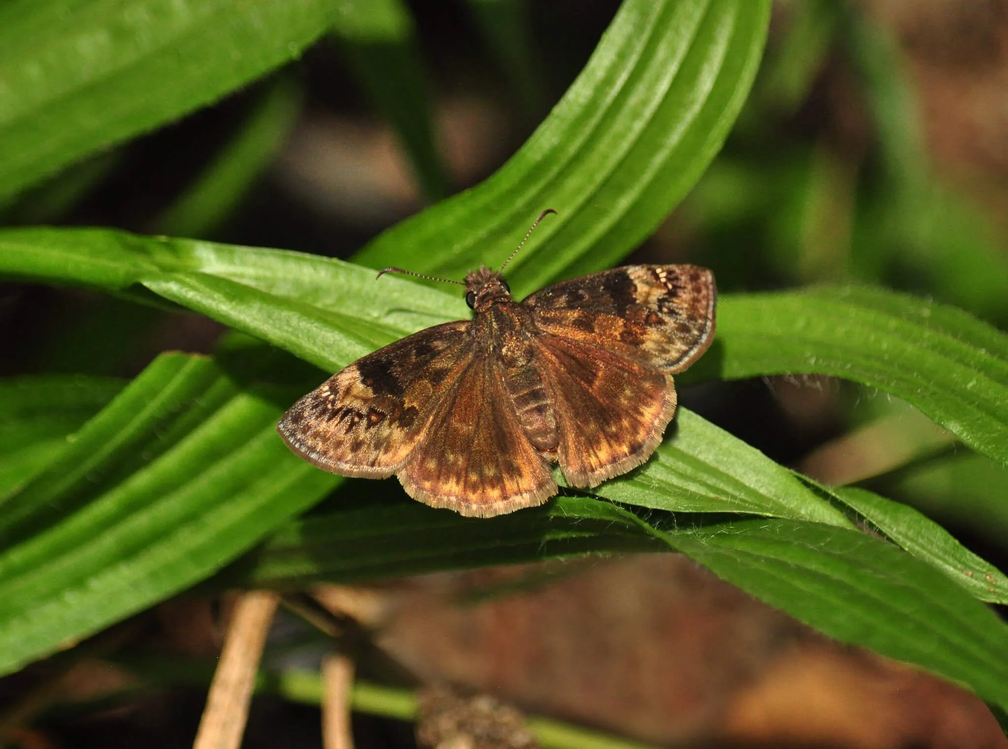 Blue False Indigo (Baptisia australis) - Wild Cherry Farm - Native ...