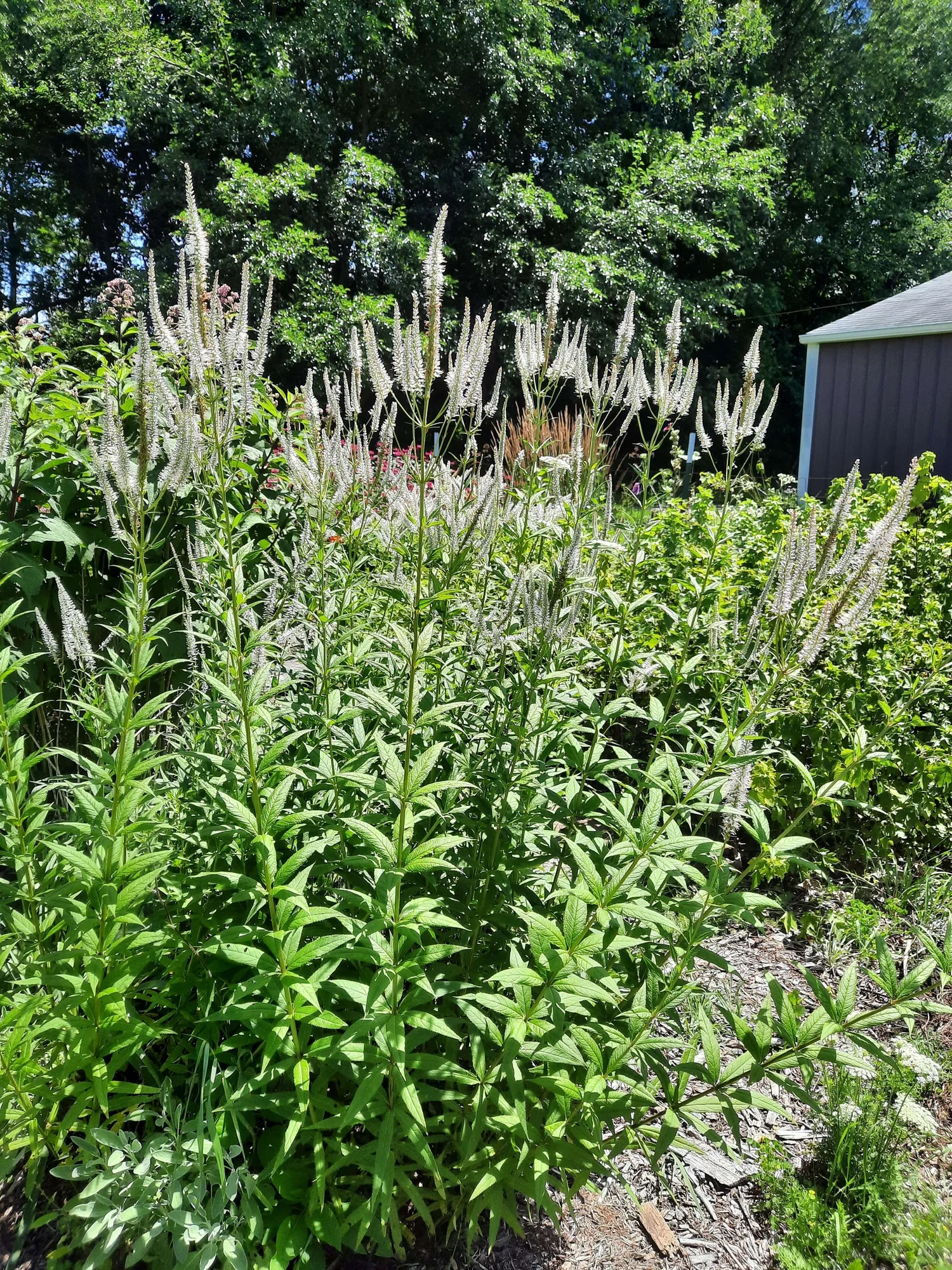 Rough Blazing Star (Liatris aspera) - Wild Cherry Farm - Native Plant ...