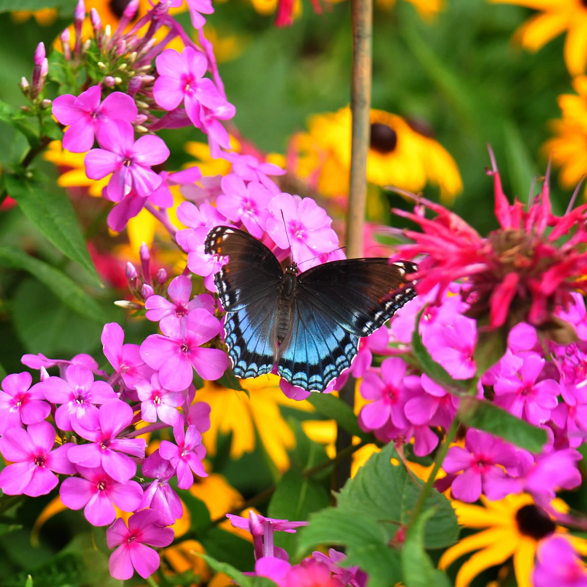 Jacob's Ladder (Polemonium reptans) - Wild Cherry Farm - Native Plant ...