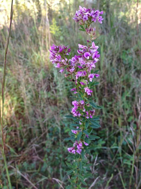 Showy Tick Trefoil (Desmodium canadense) - Wild Cherry Farm - Native ...