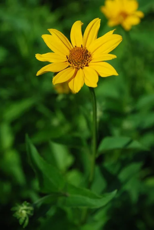 False Sunflower (Heliopsis helianthoides) - Wild Cherry Farm - Native ...