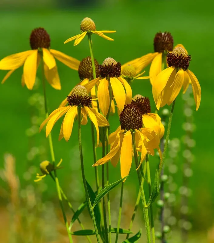 Long-Headed Coneflower (Ratibida columnifera) - Wild Cherry Farm ...