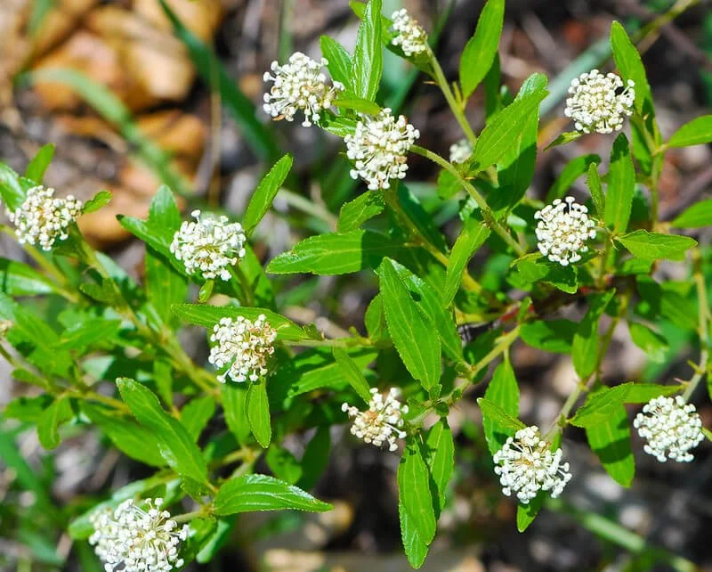 Shrubby St. John’s Wort (Hypericum prolificum) - Wild Cherry Farm ...