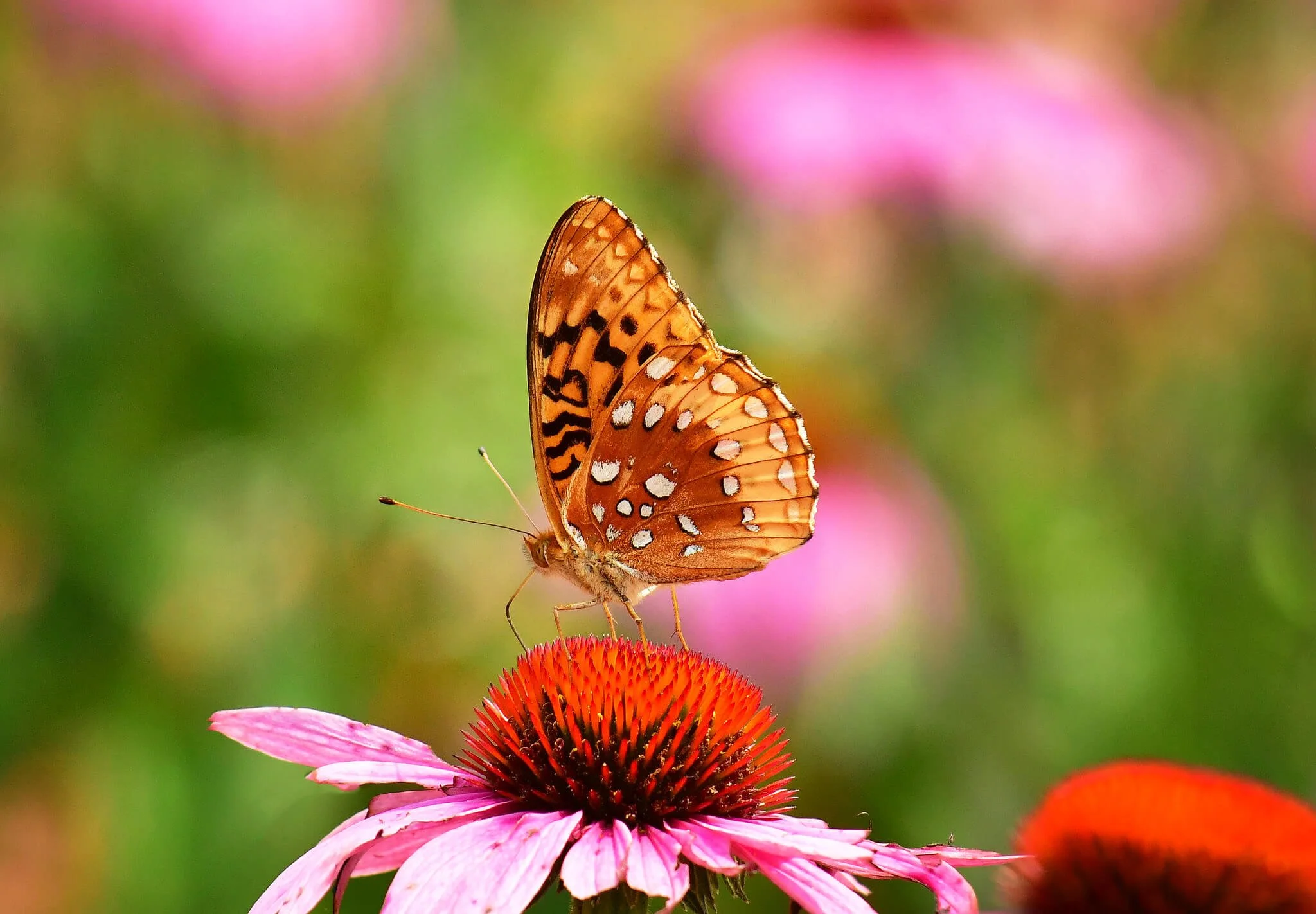 Rough Blazing Star (Liatris aspera) - Wild Cherry Farm - Native Plant ...