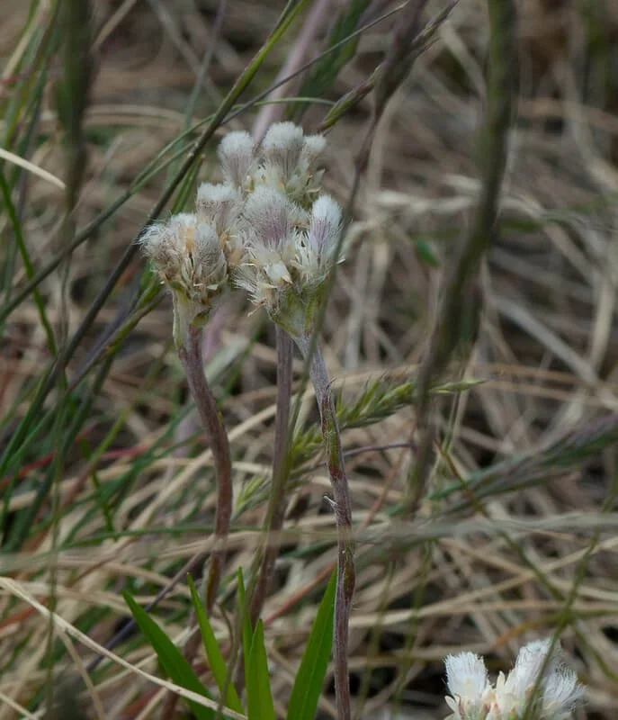 Prairie Ironweed (Vernonia fasciculata) - Wild Cherry Farm - Native ...