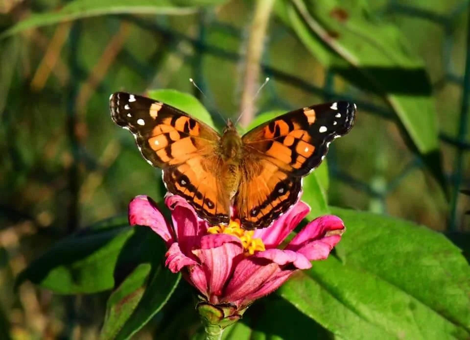 Prairie Ironweed (Vernonia fasciculata) - Wild Cherry Farm - Native ...