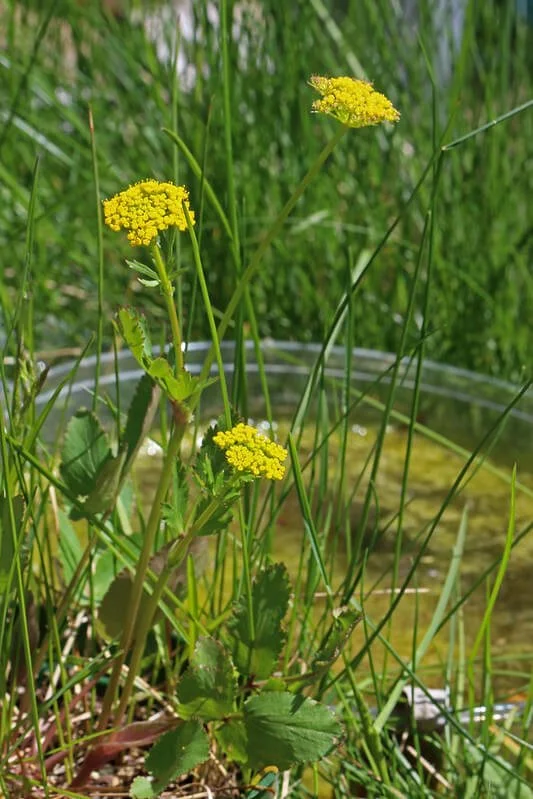 Golden Alexanders (Zizia aurea) - Wild Cherry Farm - Native Plant ...