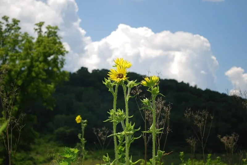 Downy Sunflower (Helianthus mollis) — Wild Cherry Farm