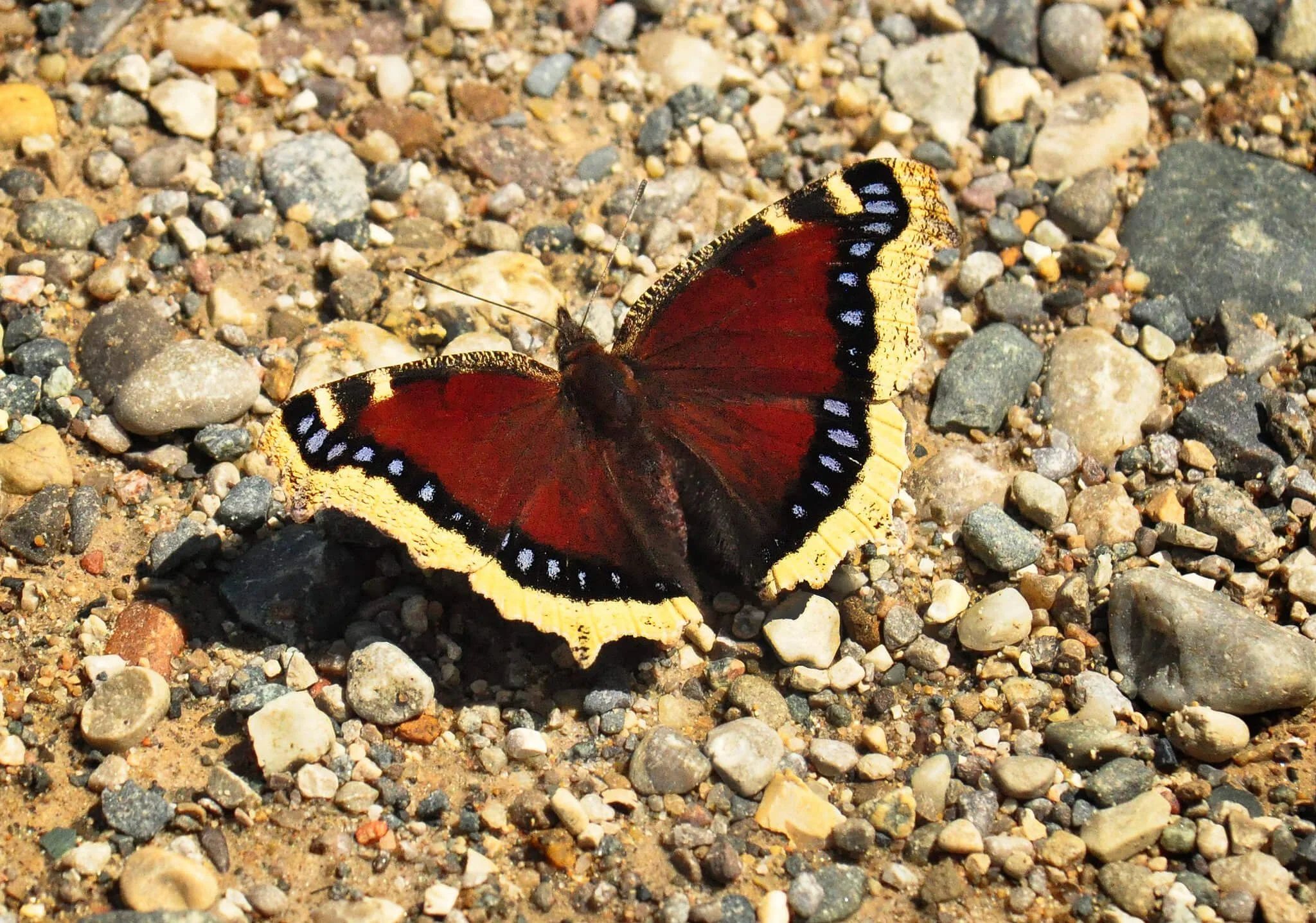 Mourning Cloak — Wild Cherry Farm