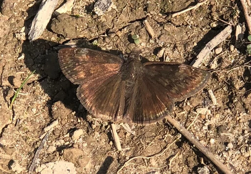 Wild Indigo Duskywing — Wild Cherry Farm