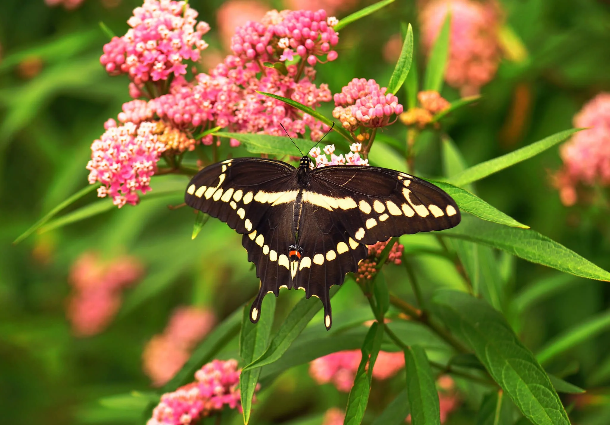 Giant Swallowtail — Wild Cherry Farm