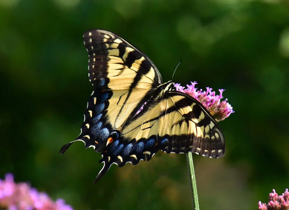 Eastern Tiger Swallowtail — Wild Cherry Farm