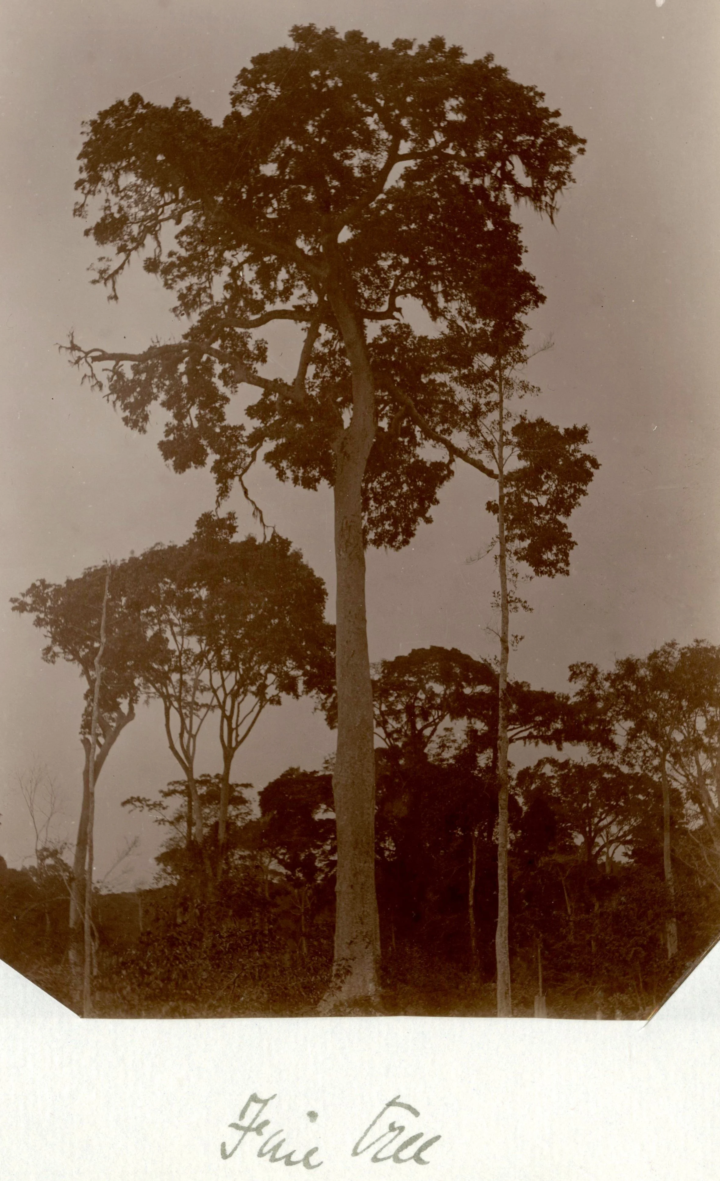 The Ituri Rainforest — From Local to Global