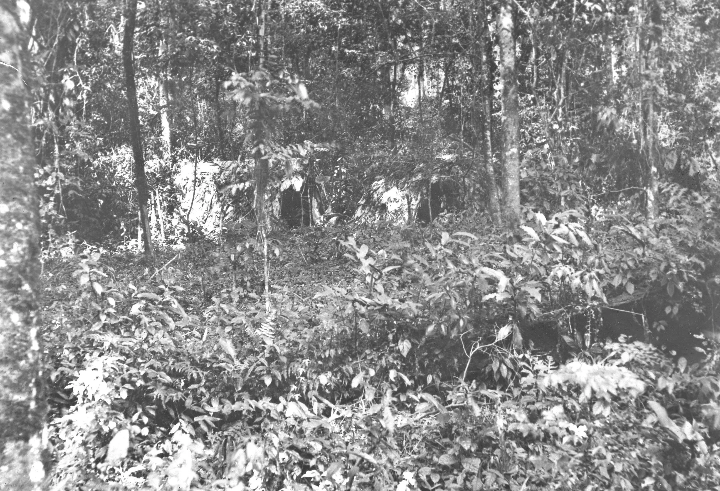 The Ituri Rainforest — From Local to Global