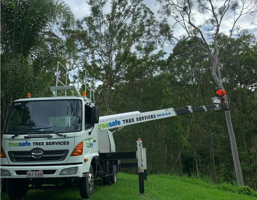 Tree Removal Services in Brisbane & Gold Coast | Treesafe