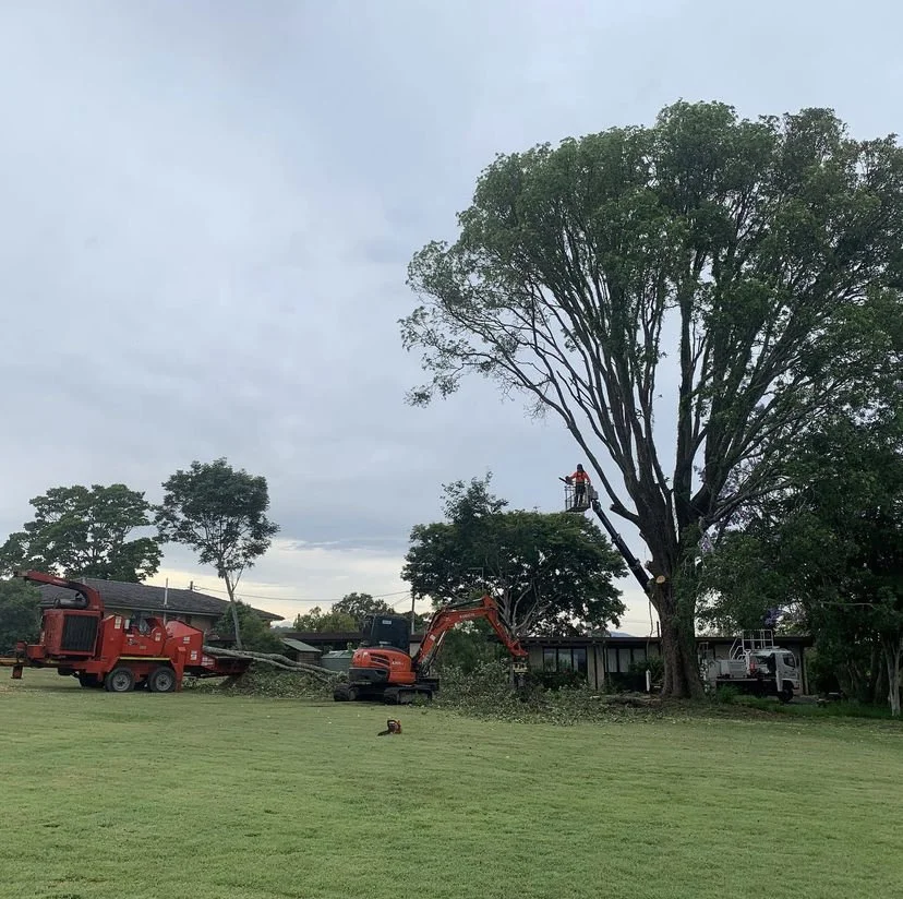 Tree Pruning Experts in Brisbane & Gold Coast | Treesafe