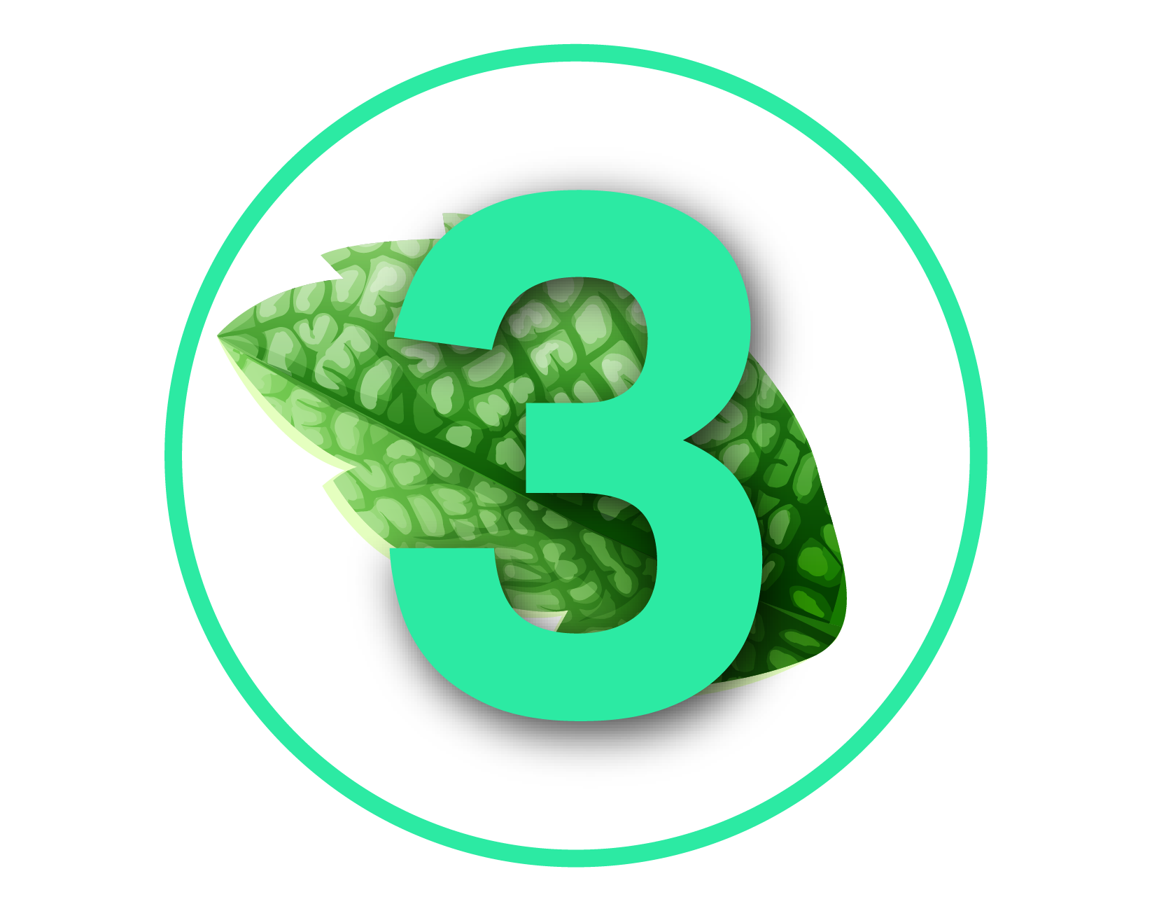 Wash Menu — Mint Eco Car Wash and Detail Center