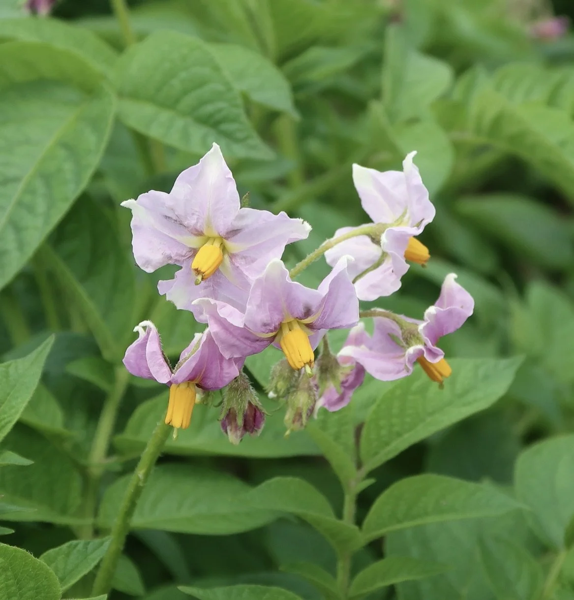 How the Maine Potato Blossom Festival Began: The First 25 Years — Jane ...