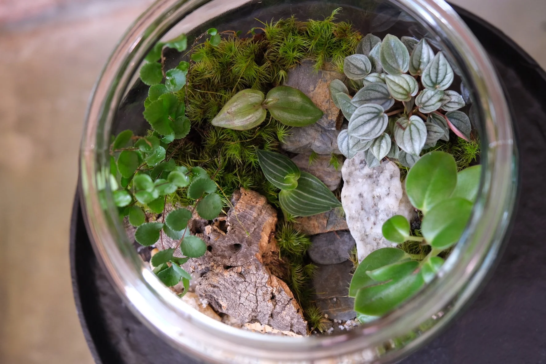 Build Your Own Terrarium — Terrarium