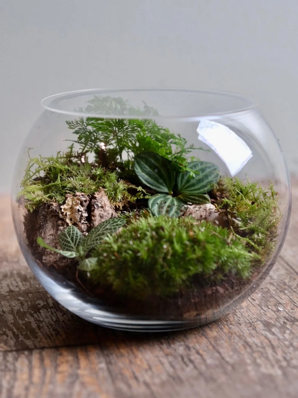 Terrarium Options | Create Your Unique Terrarium Today — Terrarium