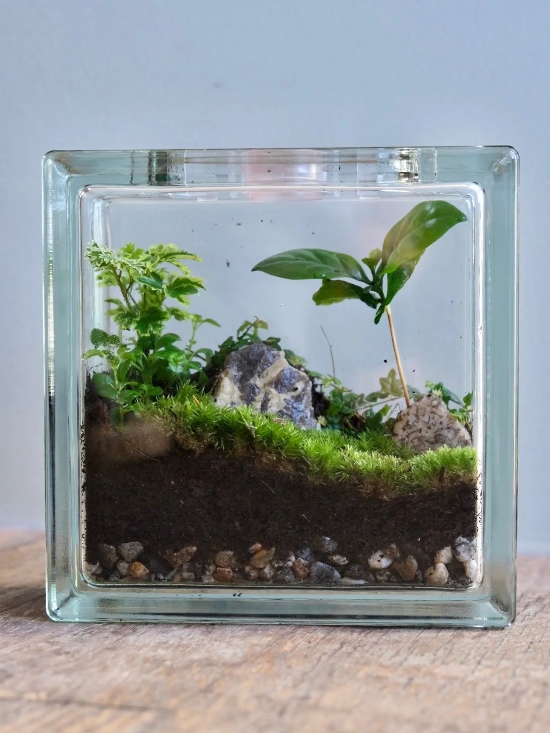 Terrarium Options — Terrarium