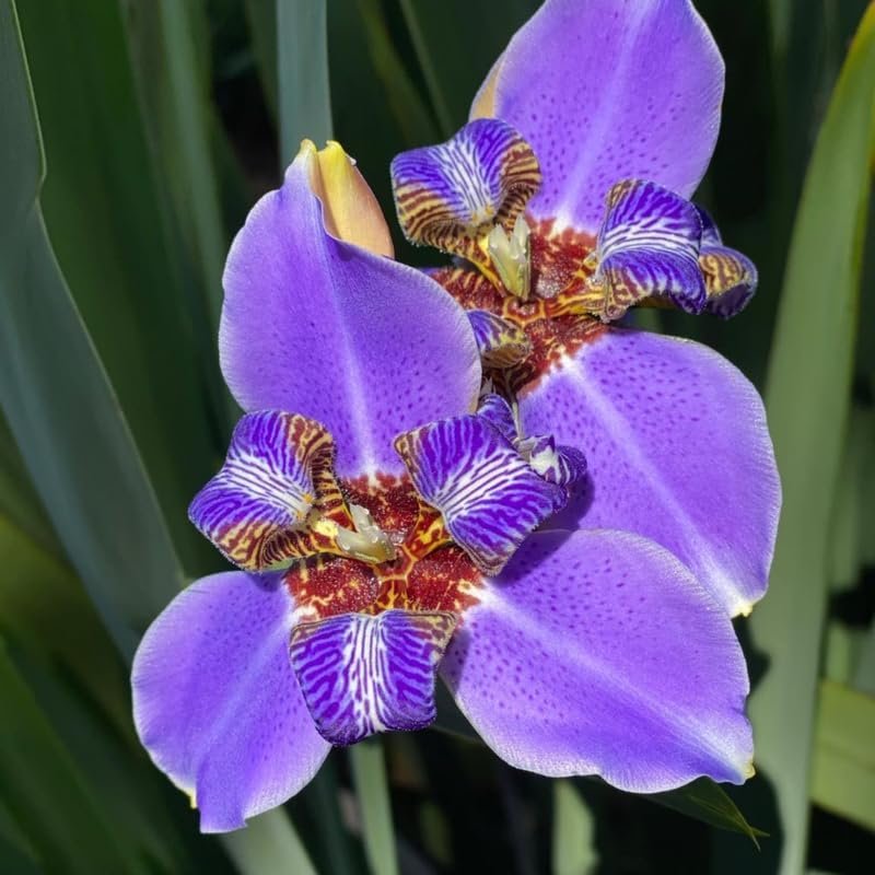 Iris — Farmer's Market Online