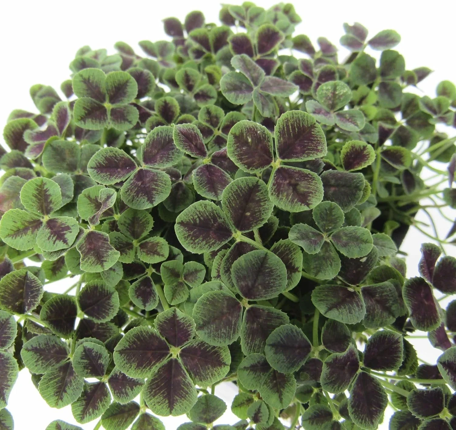 Bronze Dutch Clover — Farmer's Market Online