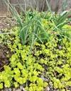 Creeping Jenny Spreads — Farmer's Market Online