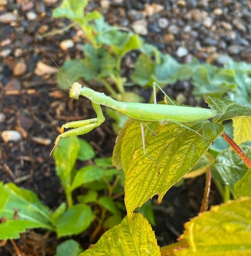 Mantis Mating Season — Farmer's Market Online
