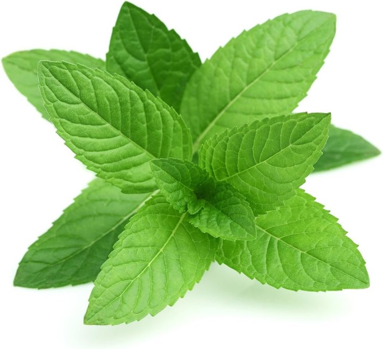 Farmer's Market Online® Guide to Mint — Farmer's Market Online