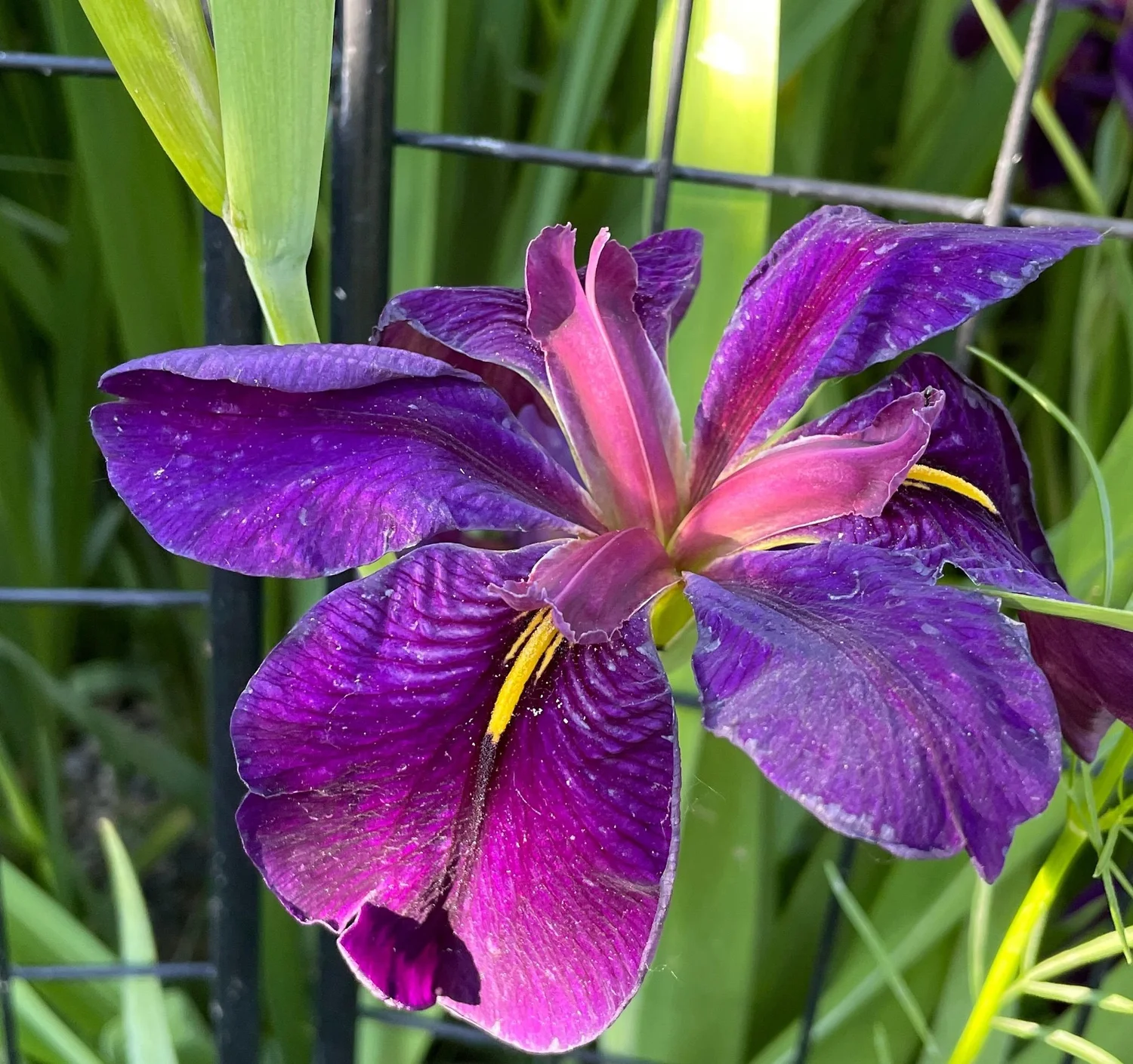 Iris — Farmer's Market Online