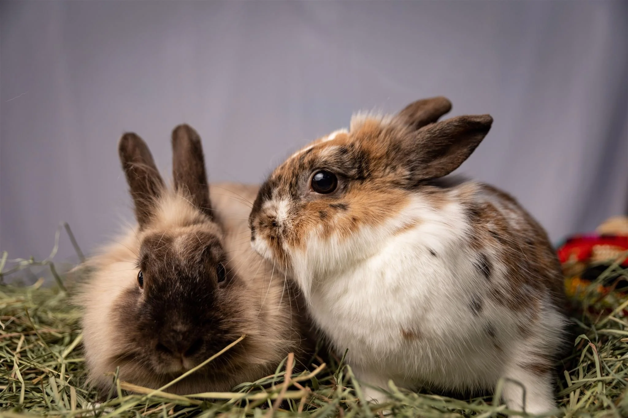 meet-the-team — Santa Barbara Party Animals