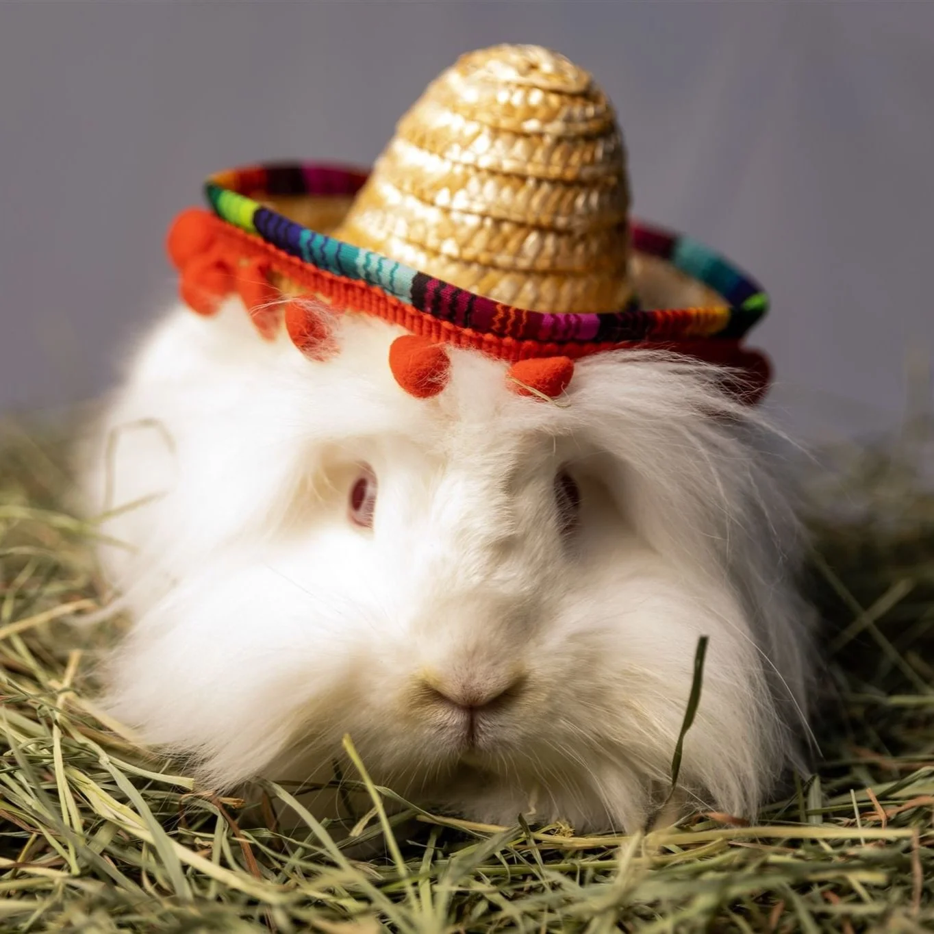 Santa Barbara Party Animals