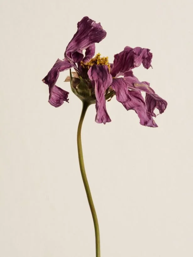 Purple: the perfect colour for your branding? (2025 guide)