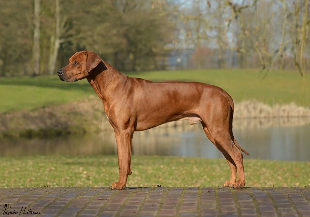 Litter 2022 | Ridgeback Sire — Eyssel Ridgebacks