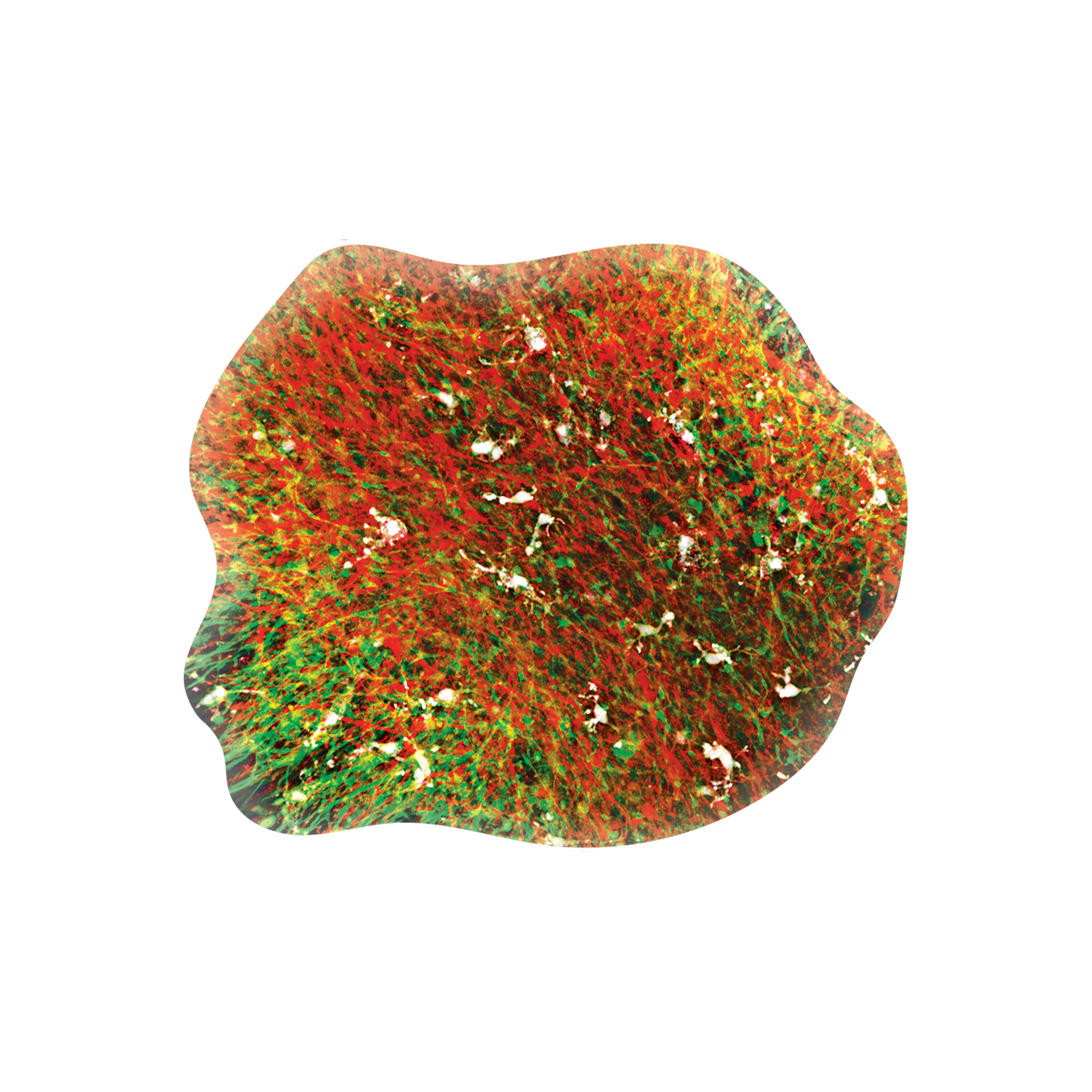 Human Neural Organoids — Stem Pharm