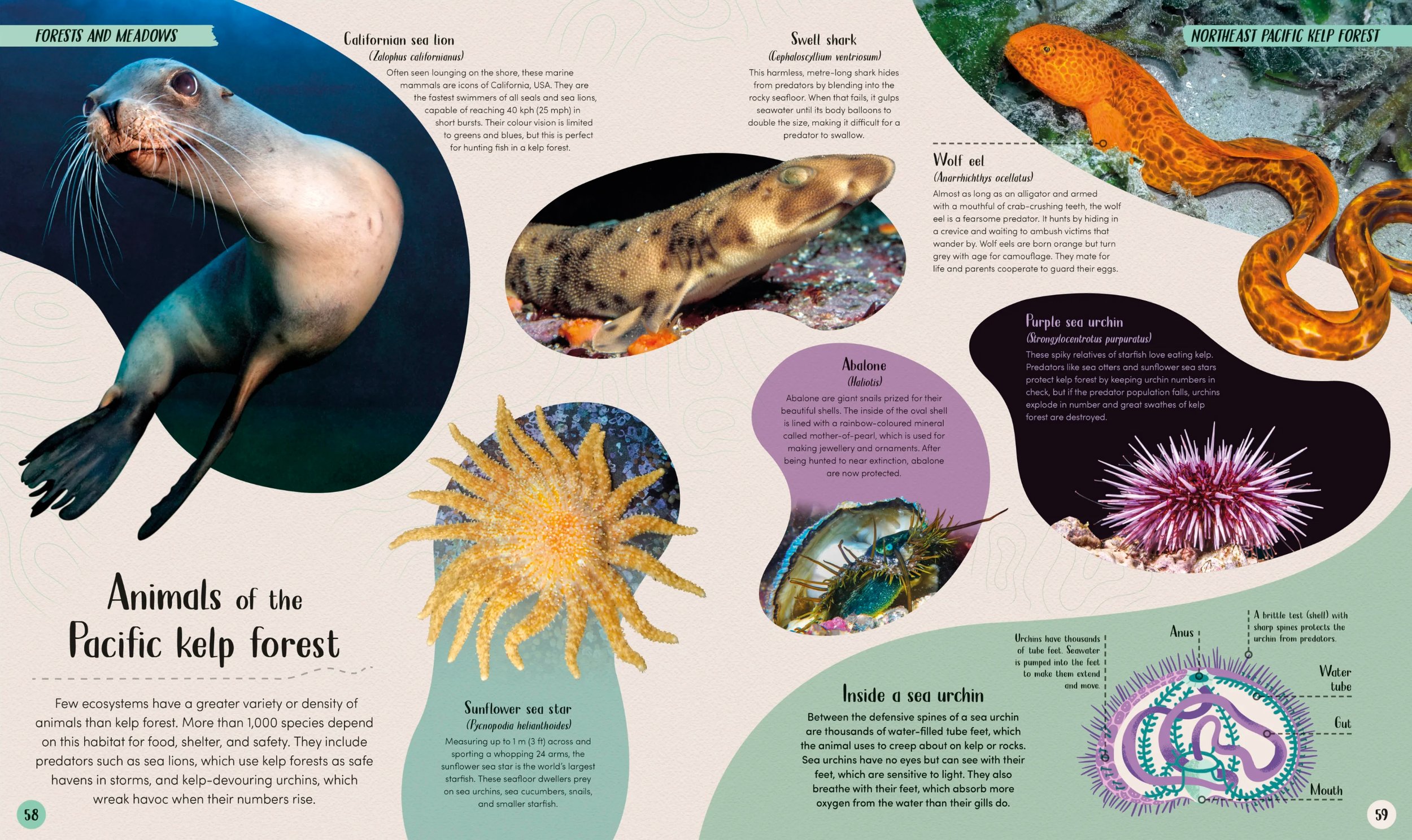 Ocean by DK Children (Book Illustration) — Sandra Neuditschko