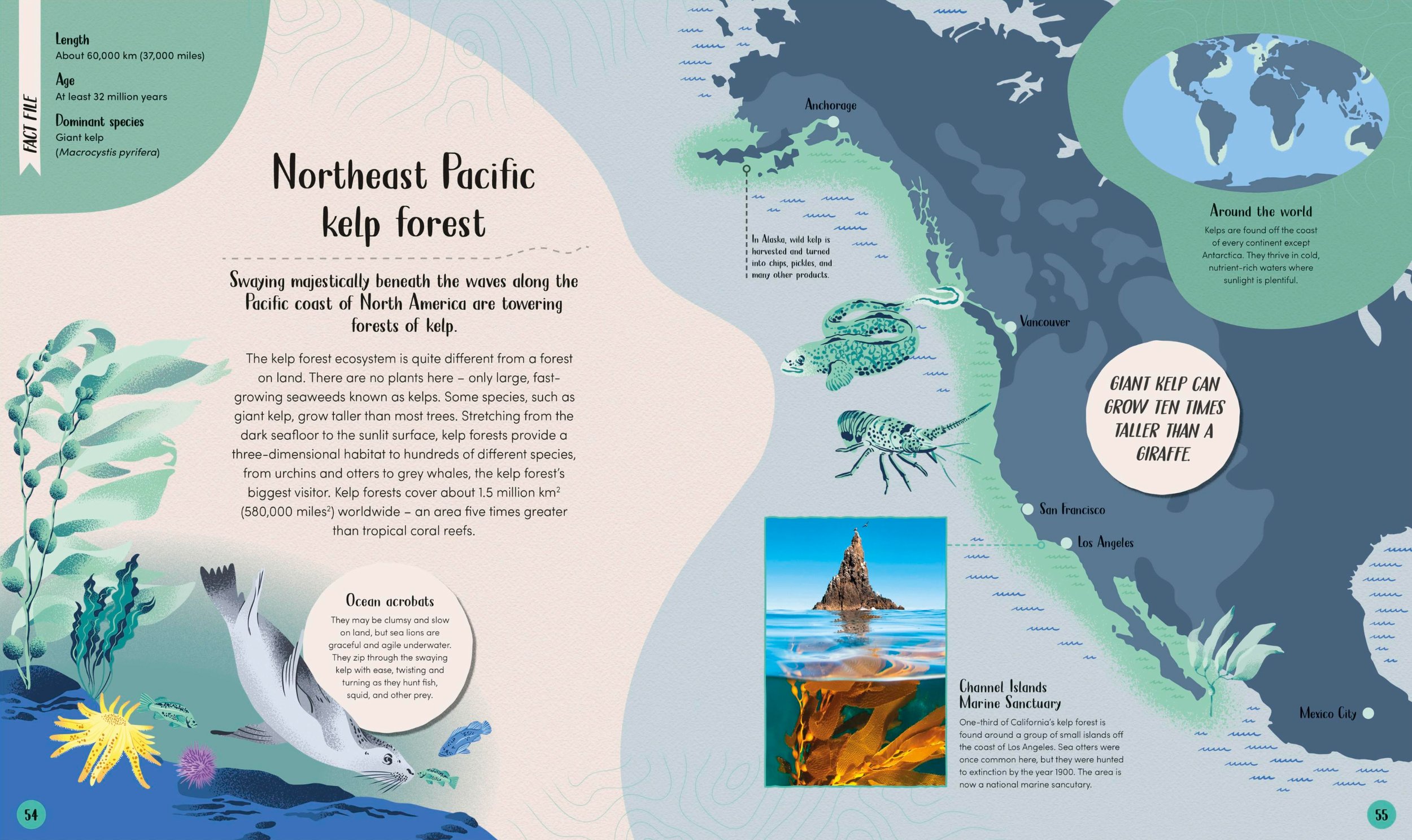 Ocean by DK Children (Book Illustration) — Sandra Neuditschko