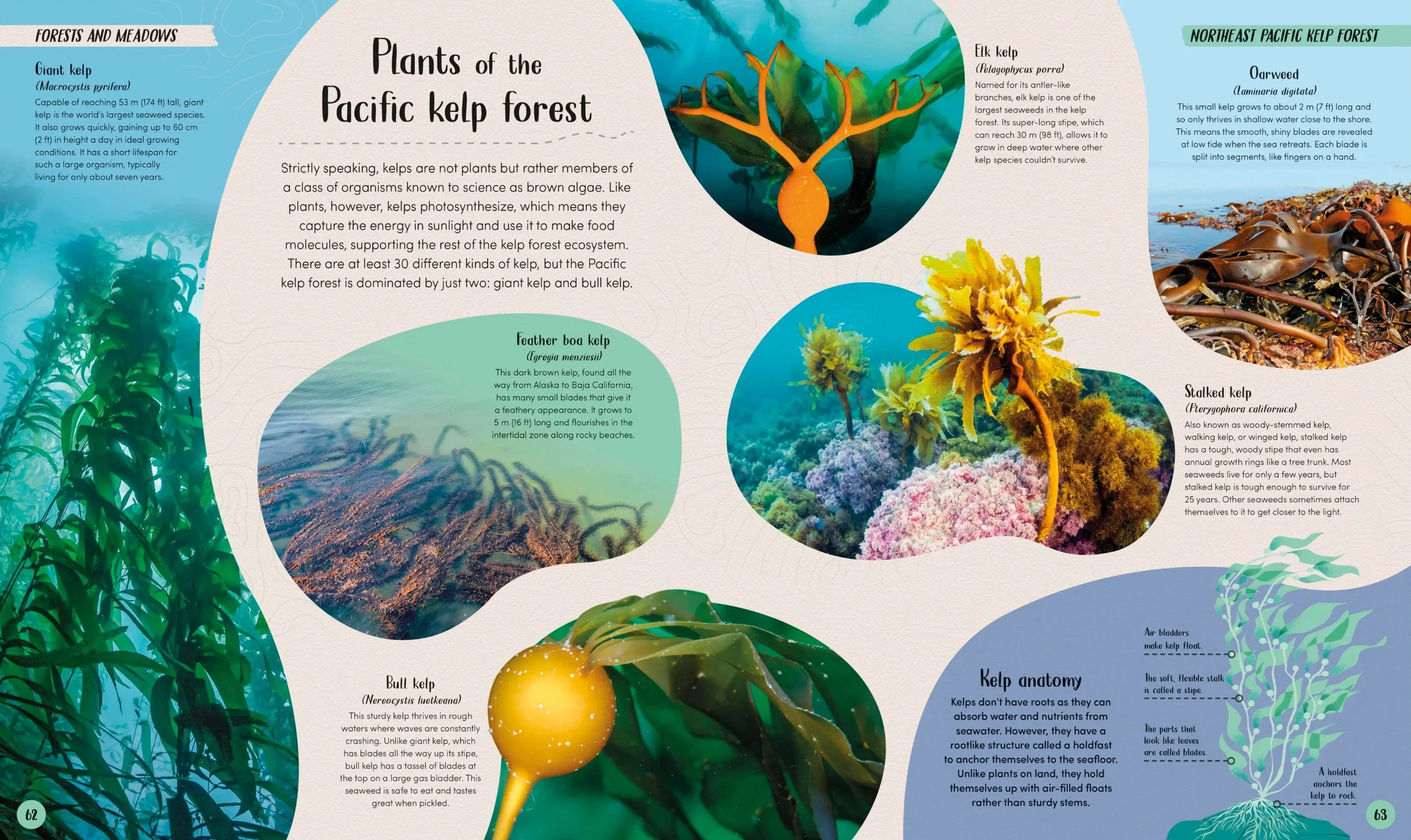 Ocean by DK Children (Book Illustration) — Sandra Neuditschko