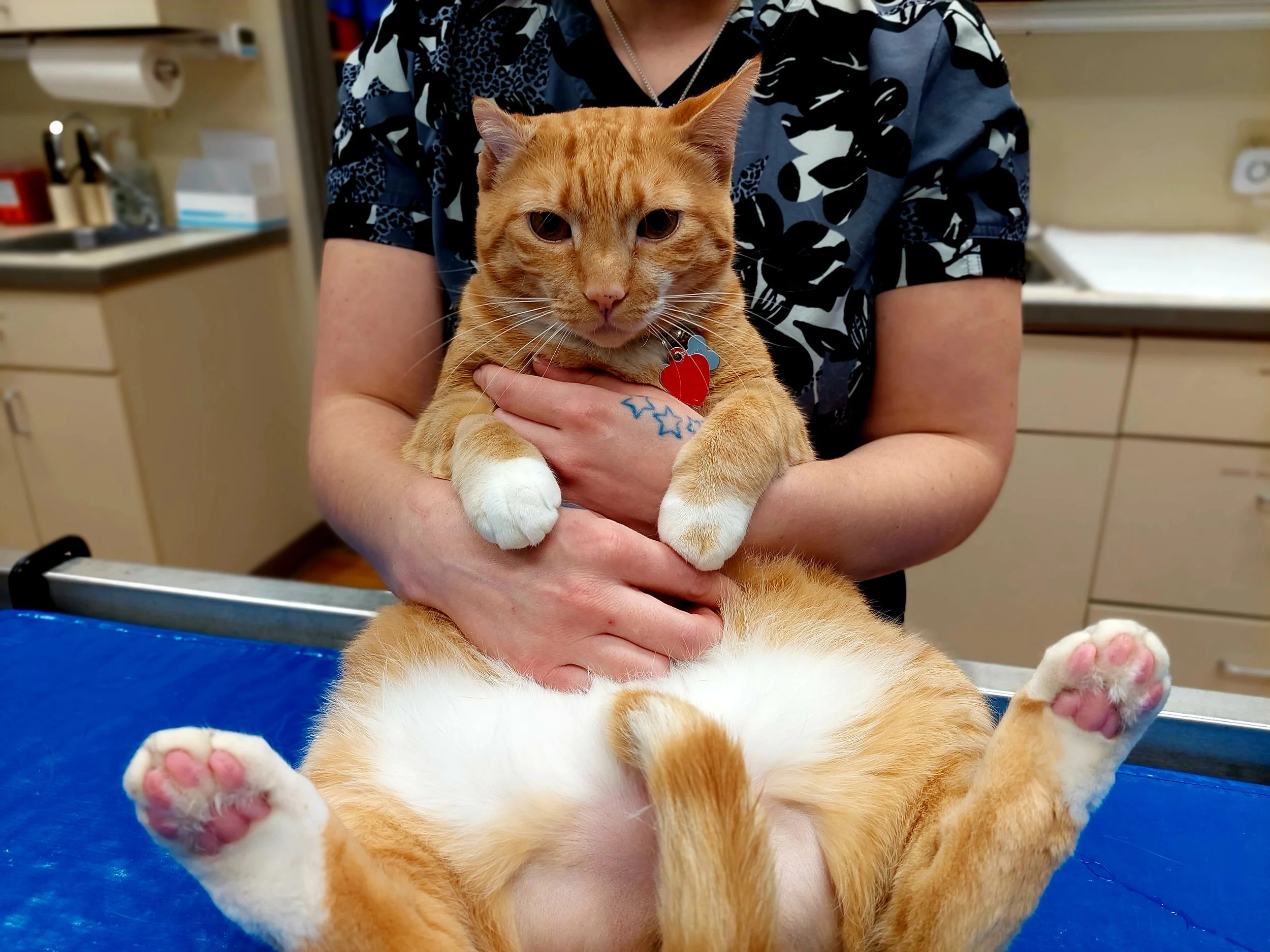 New Kitten Care — Eastlake Veterinary Hospital
