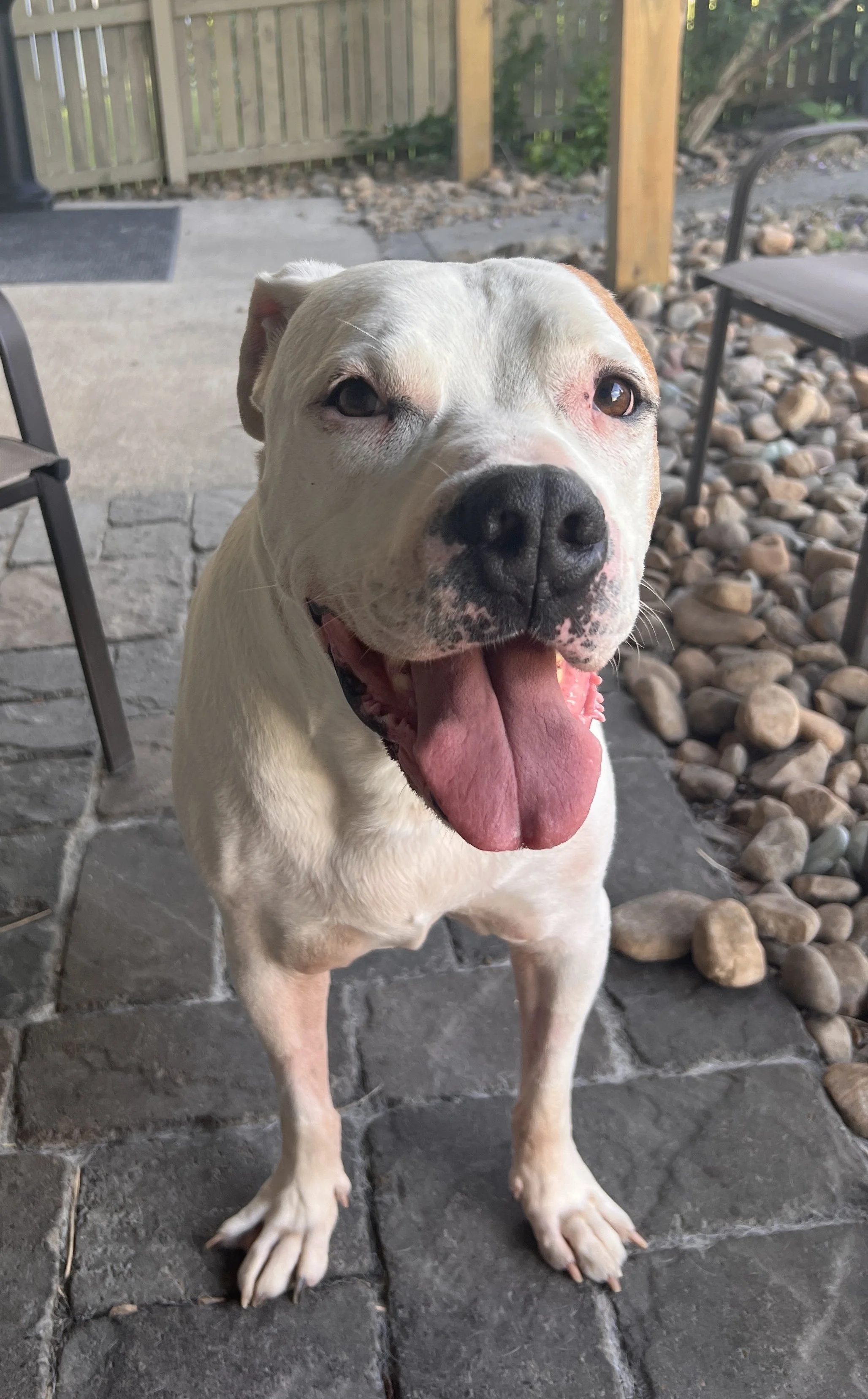 BAXTER : joint issues post surgery > — Spryng™ with OsteoCushion ...