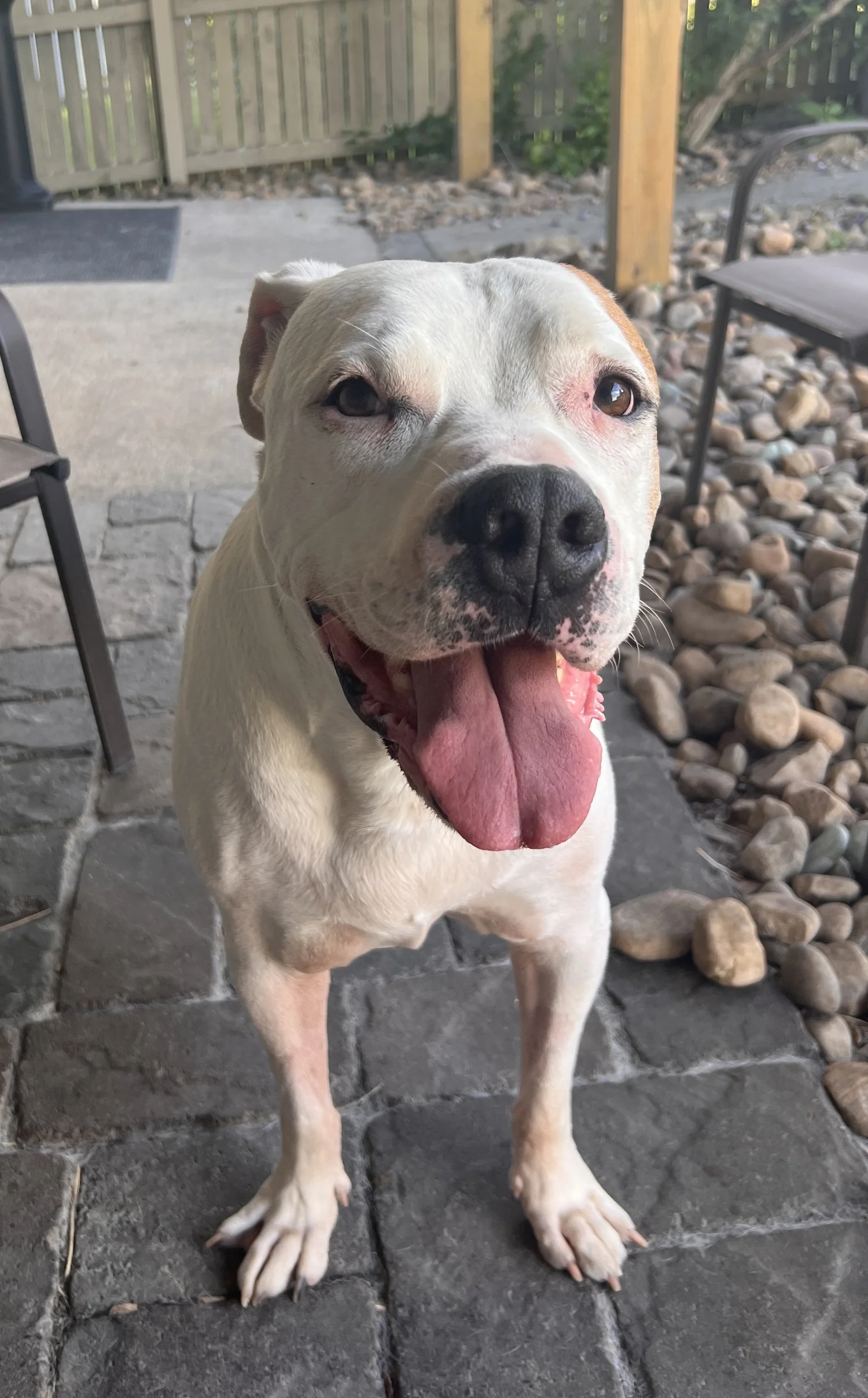 BAXTER : joint issues post surgery > — Spryng™ with OsteoCushion ...