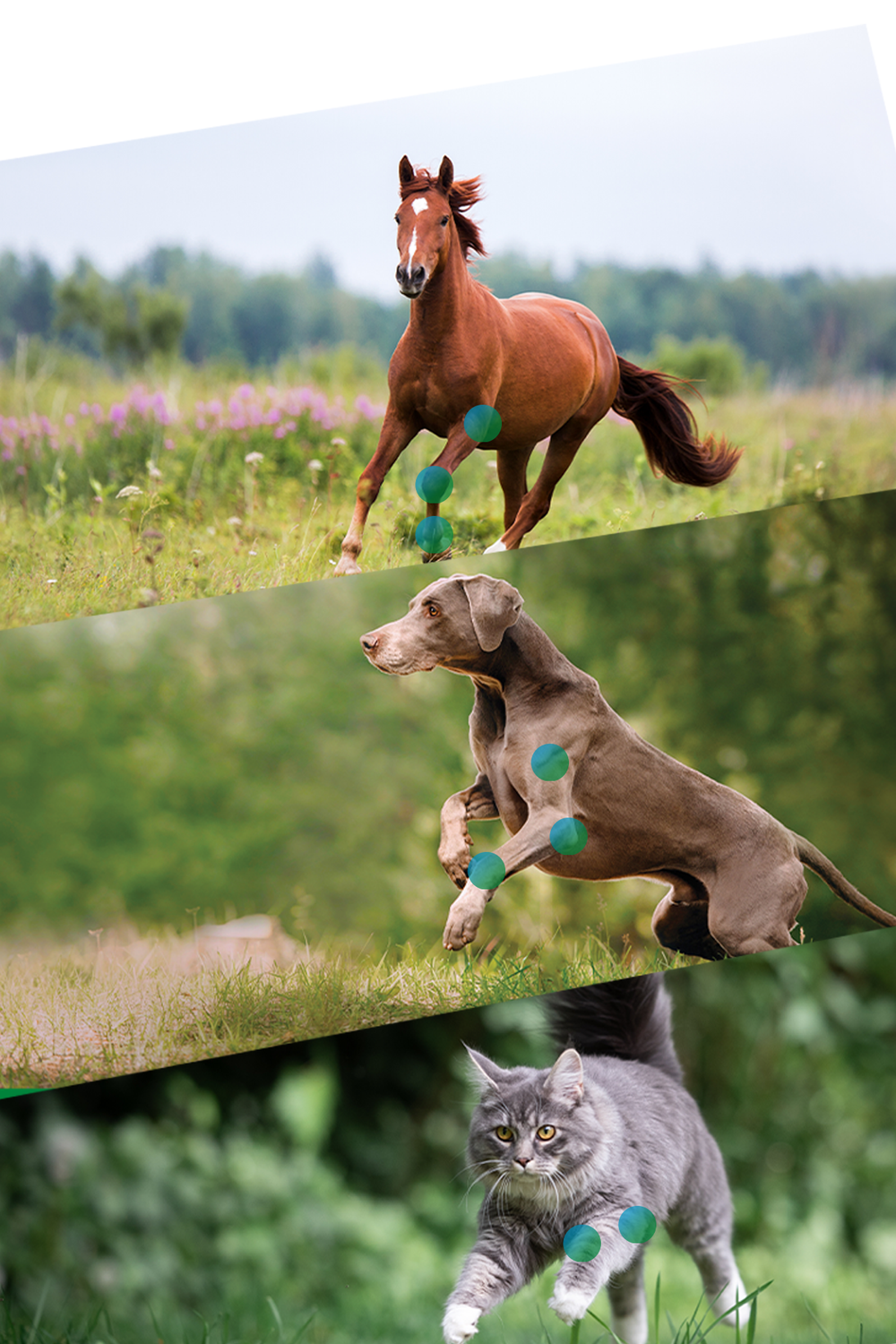 Spryng | Veterinary injection treatment for lameness, joint pain and OA