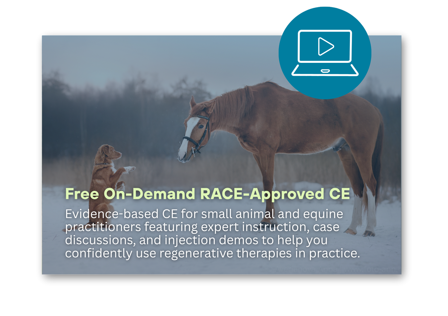 Spryng | Veterinary injection treatment for lameness, joint pain and OA