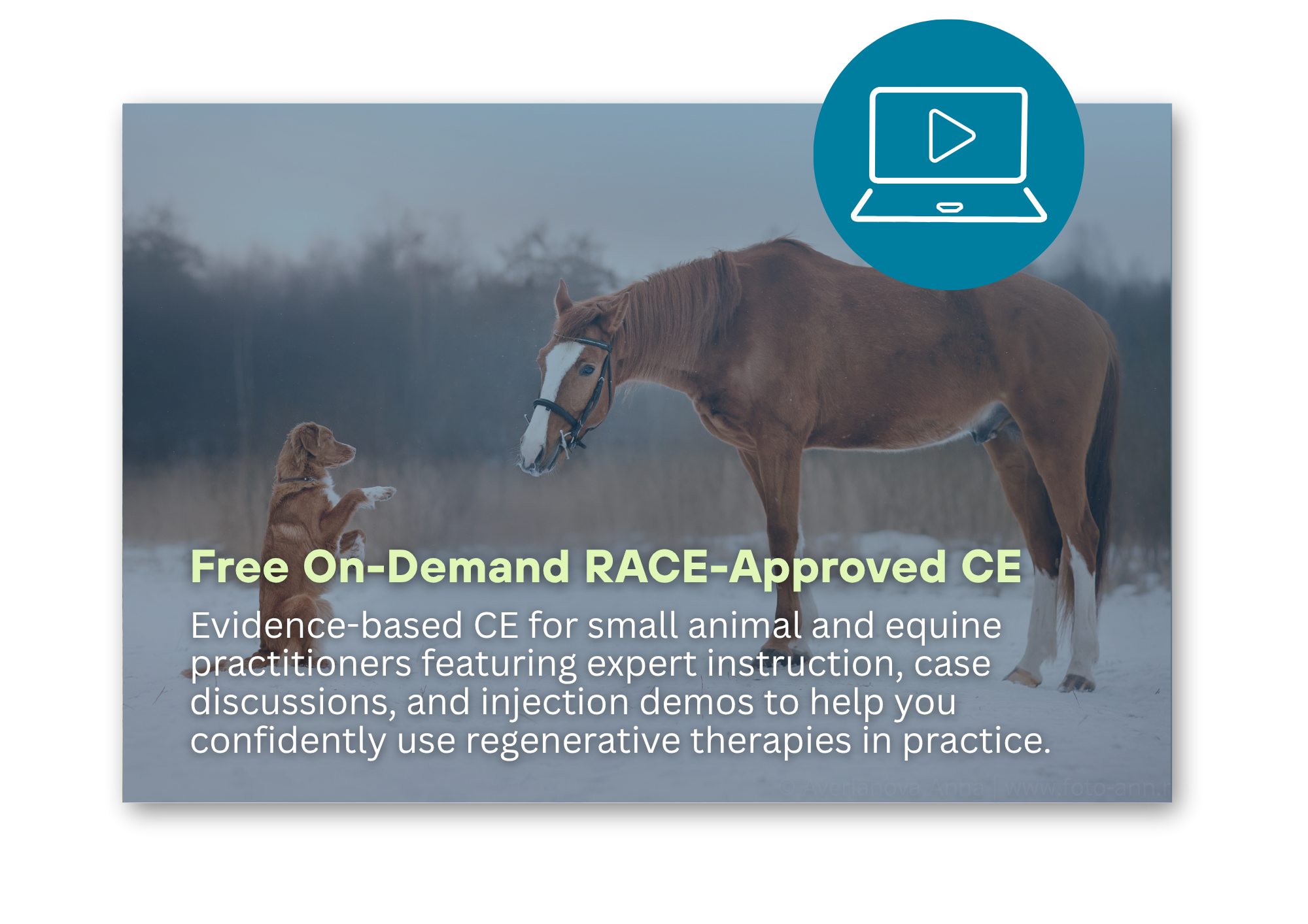 Spryng | Veterinary injection treatment for lameness, joint pain and OA