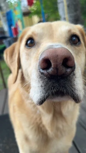 DUCKY : degenerative joint disease > — Spryng™ with OsteoCushion ...