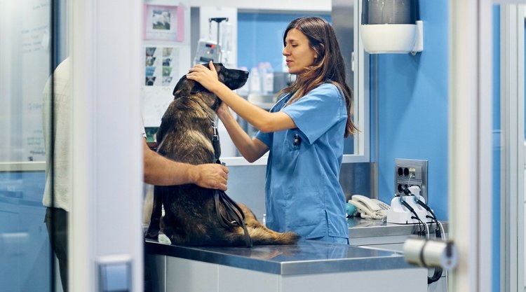Spryng | Veterinary injection treatment for lameness, joint pain and OA