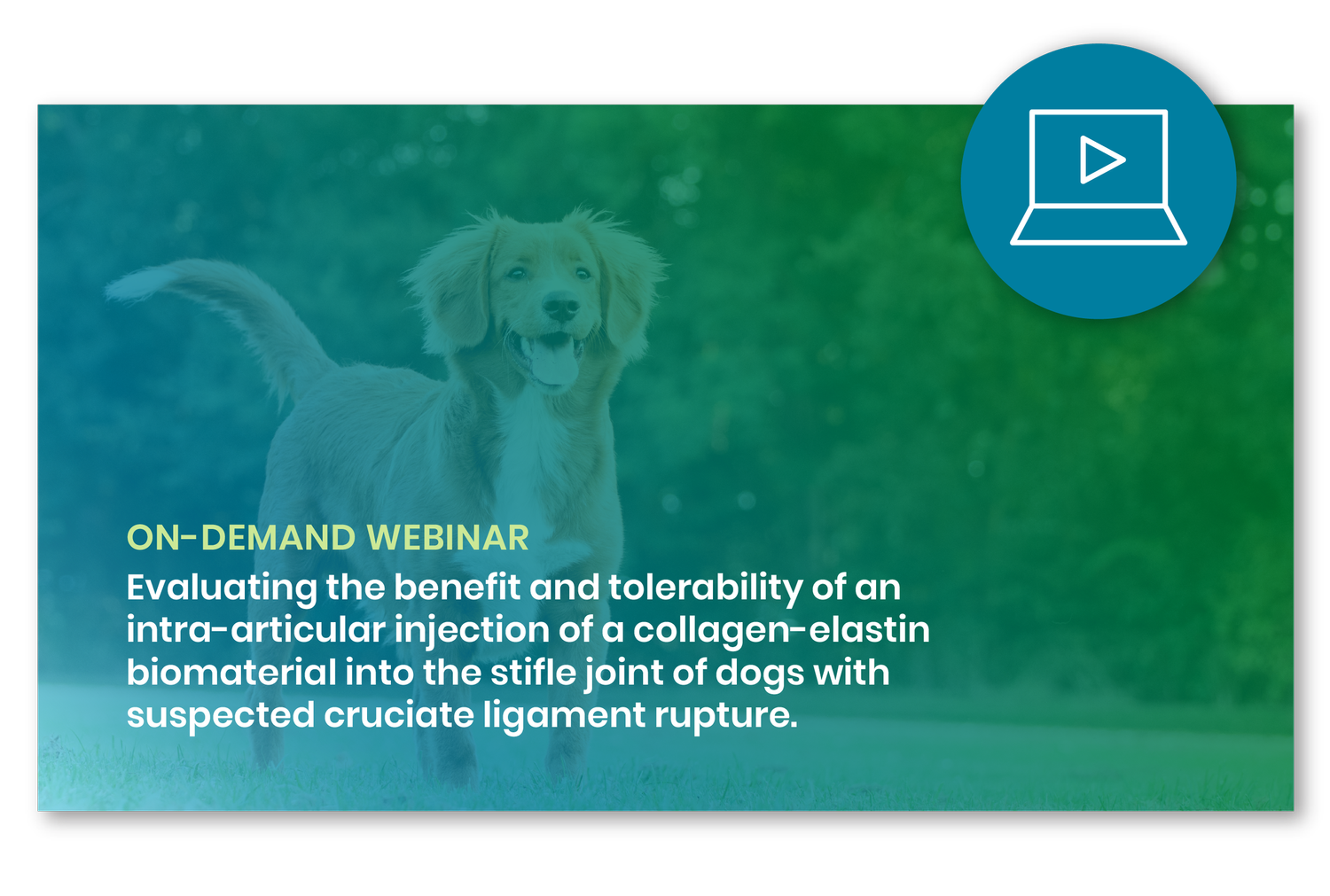 Spryng | Veterinary injection treatment for lameness, joint pain and OA