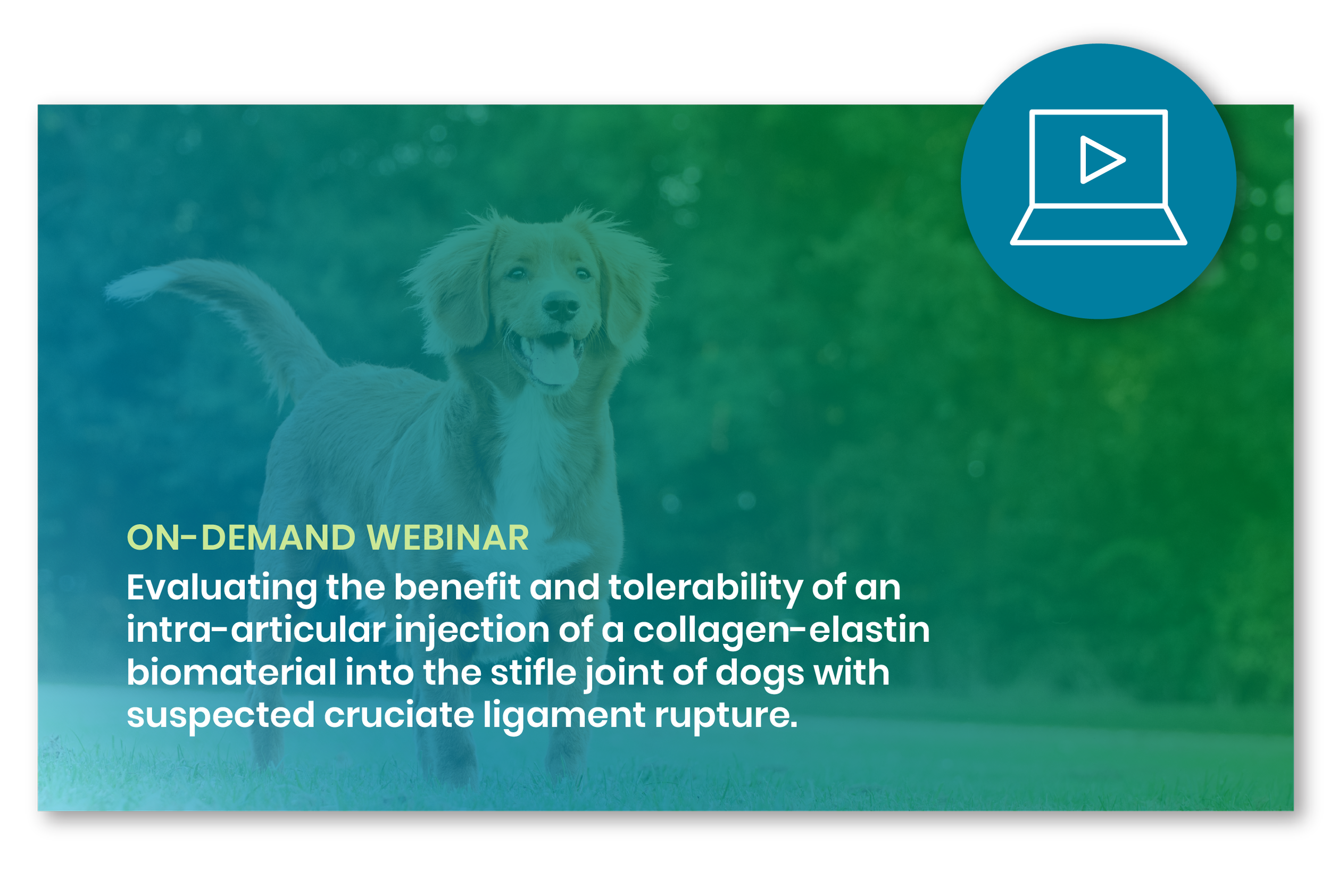 Spryng | Veterinary injection treatment for lameness, joint pain and OA