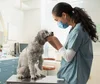 Spryng Health | Small Animal — Spryng with OsteoCushion Technology